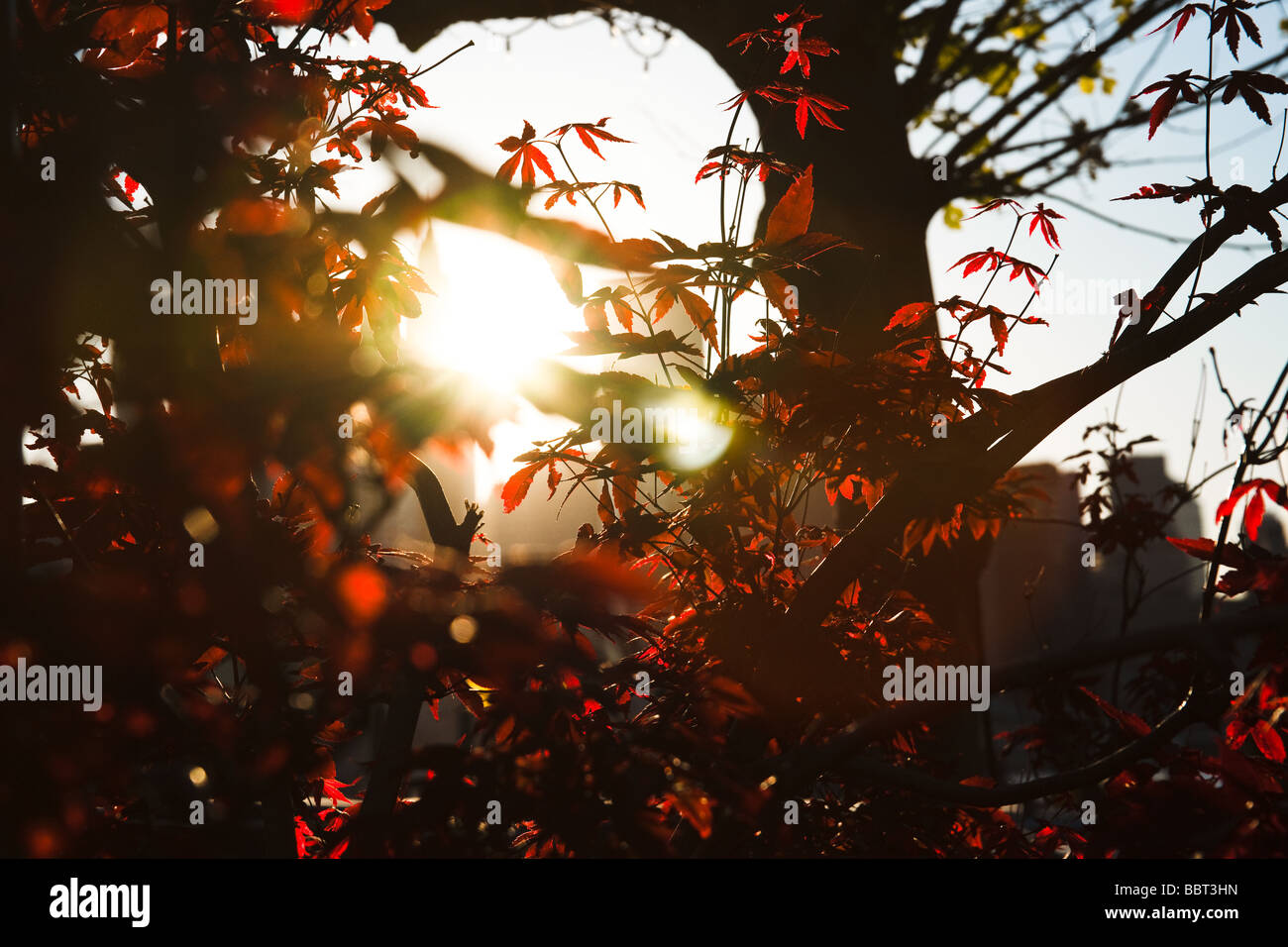 Concept image of fall arriving to the city represented by sunlight ...