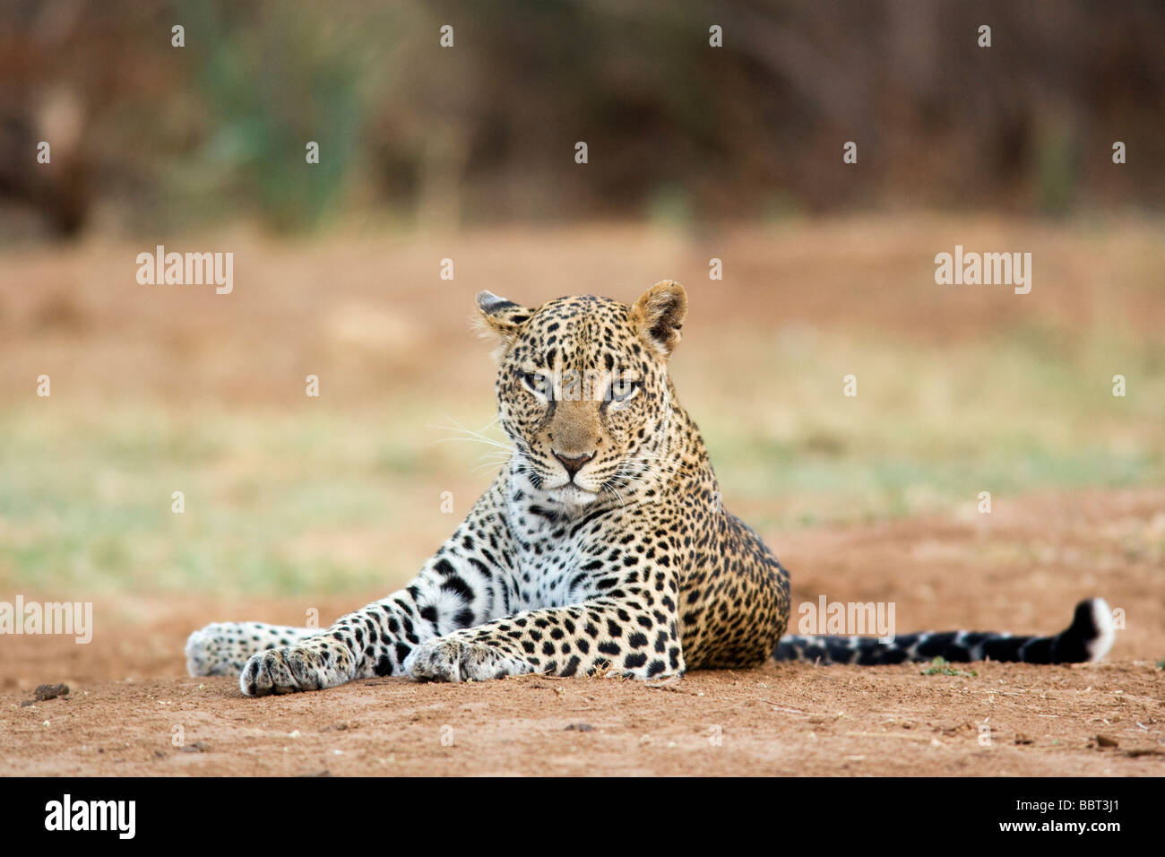 Sitting on buffalo hi-res stock photography and images - Alamy