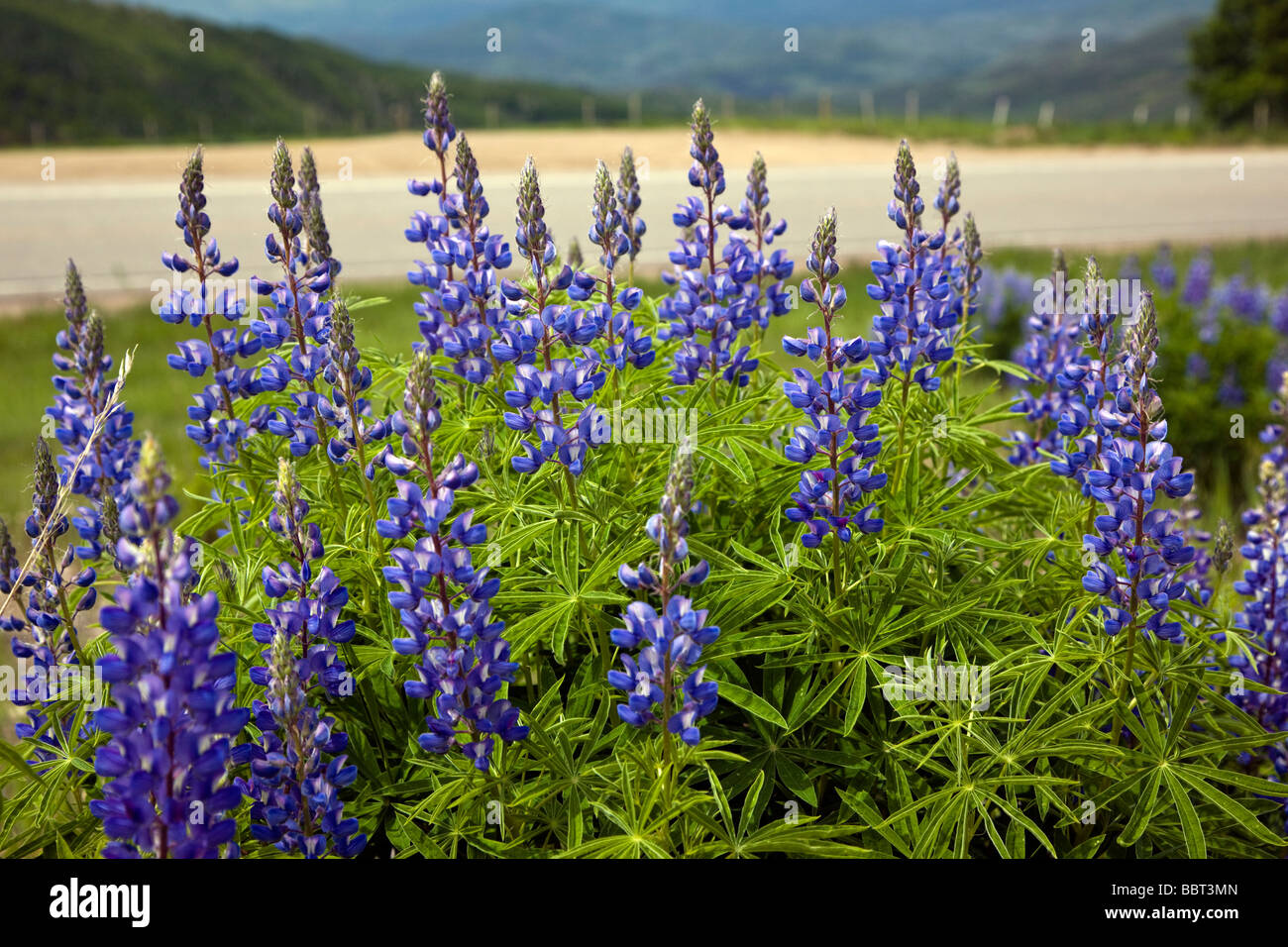 Purple freeway flowers hi-res stock photography and images - Alamy