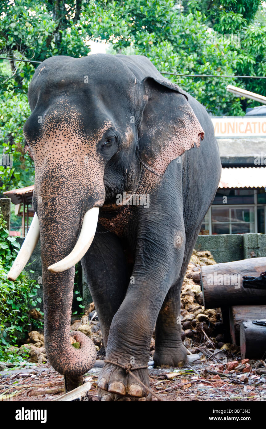 Domestic asian elephant, india Stock Photo - Alamy