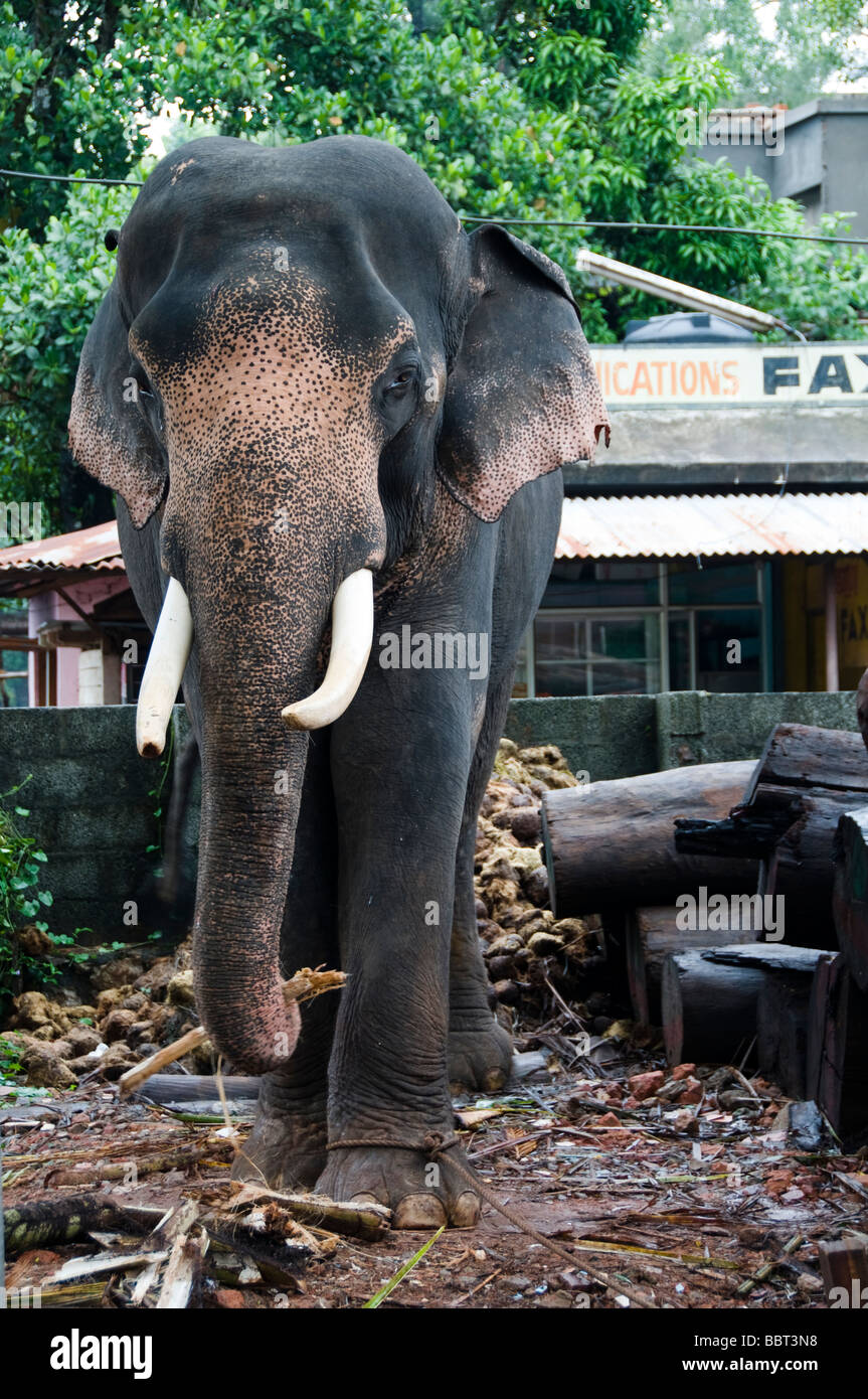 Domestic elephant hi-res stock photography and images - Alamy