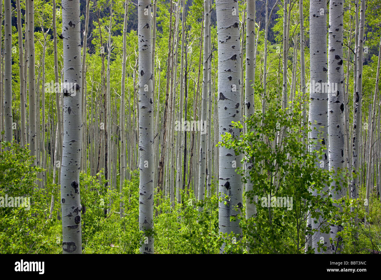 Aspen trees in springtime create a pattern in the forest Independence ...