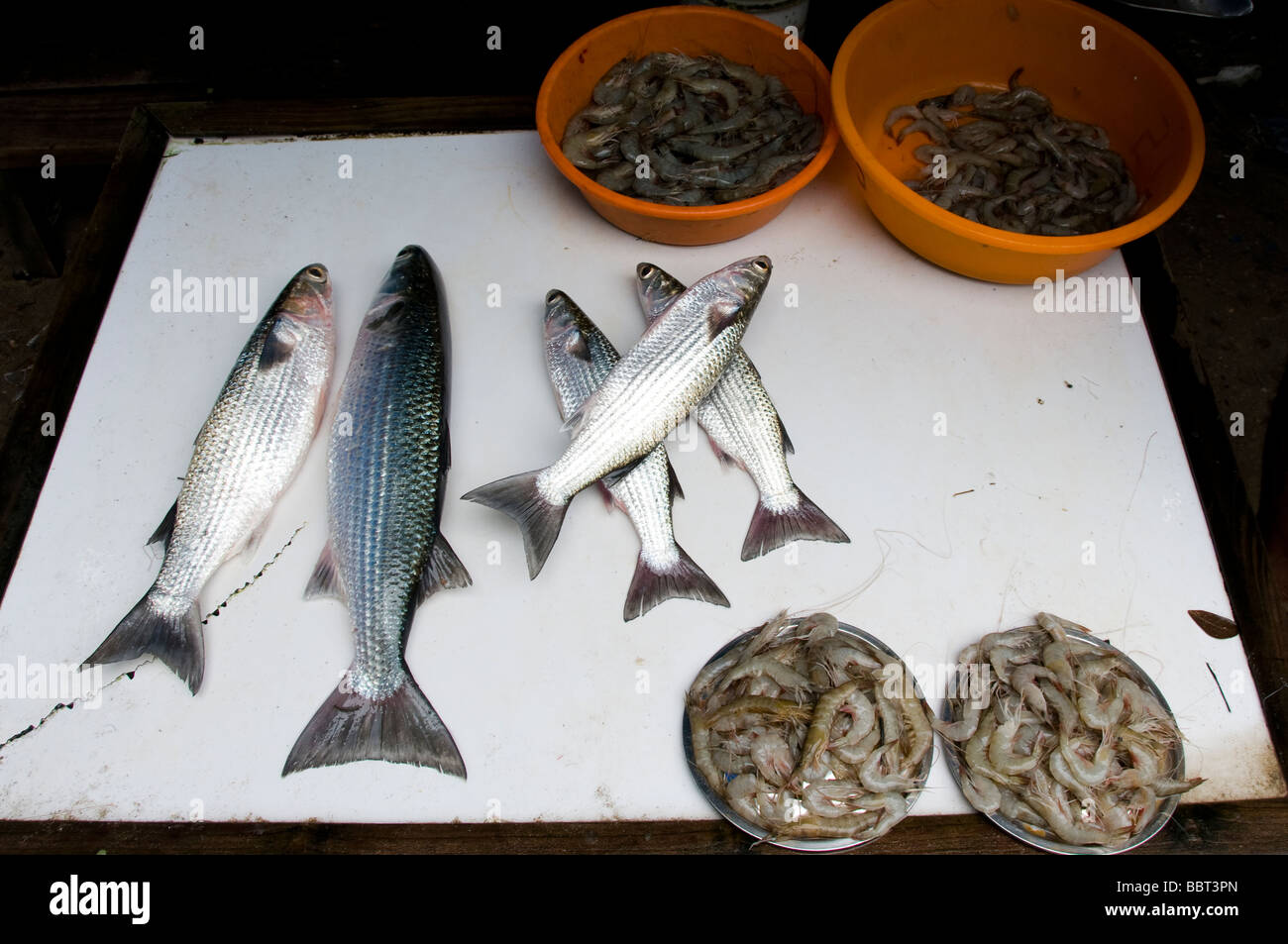 Fish market india, cochin Stock Photo - Alamy