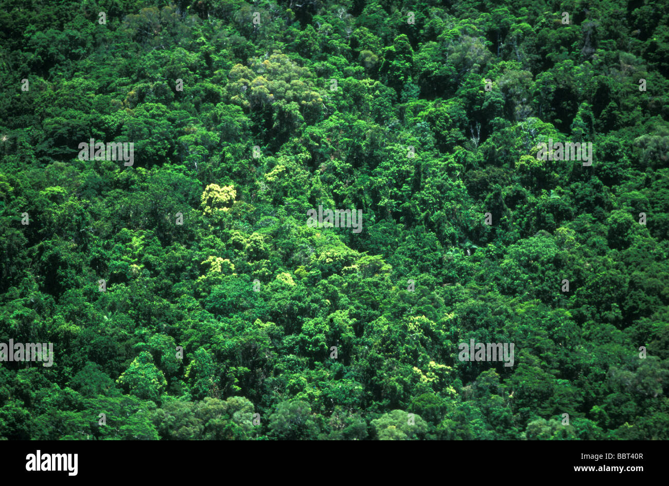 Daintree rainforest aerial hi-res stock photography and images - Alamy