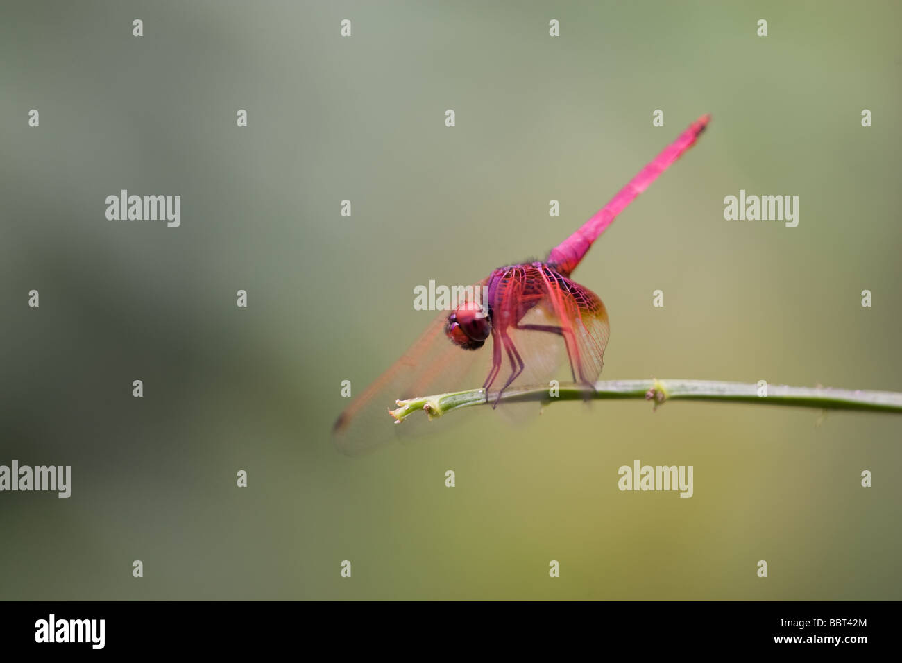 A common dragonfly as seen in the tropical rainforest in Malaysia Stock ...