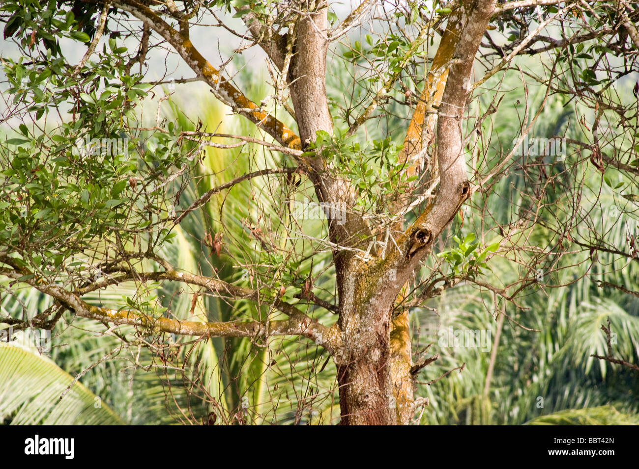 The tree trunk and branches of the Malaysian rainforest Stock Photo - Alamy