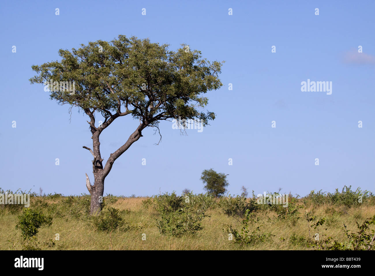 Marula tree hi-res stock photography and images - Alamy