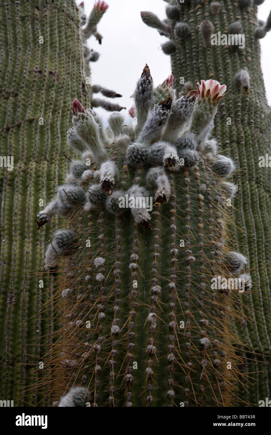 Cardon in flower, Northwest Argentina Stock Photo - Alamy