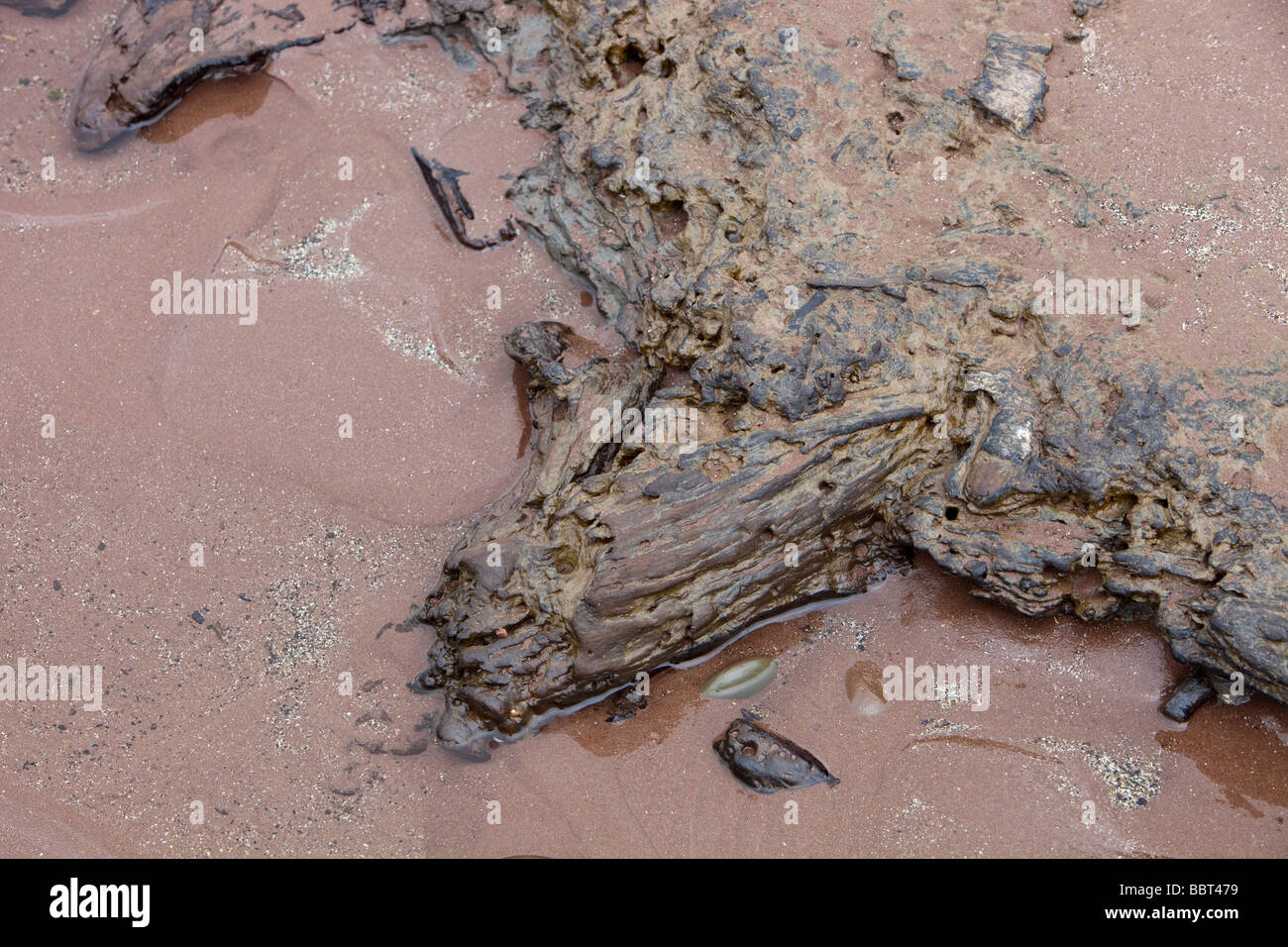 Tree trunks preserved in a submarine forest revealed at low tide at ...