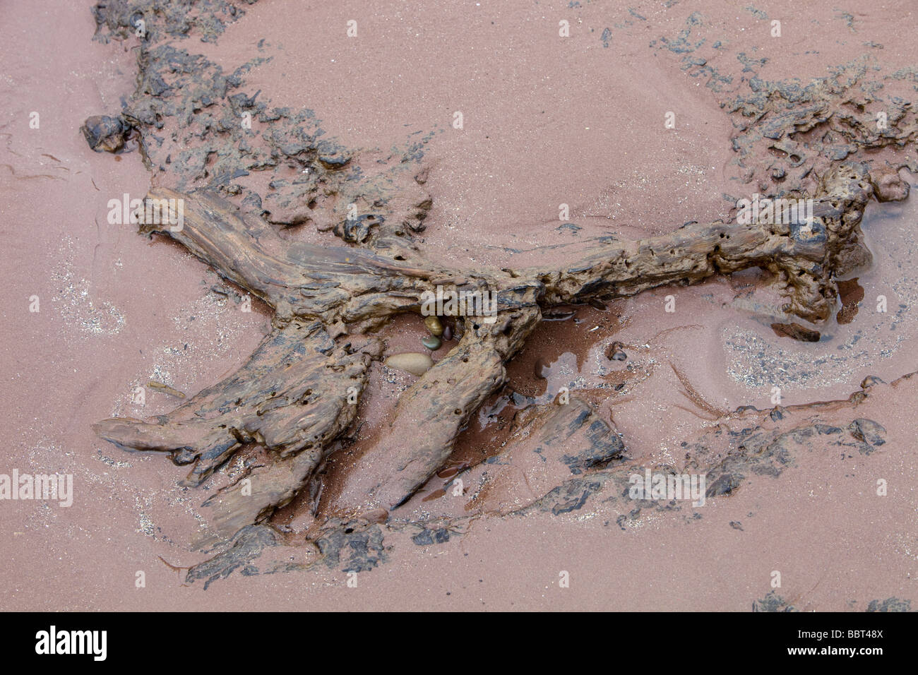 Tree trunks preserved in a submarine forest revealed at low tide at ...