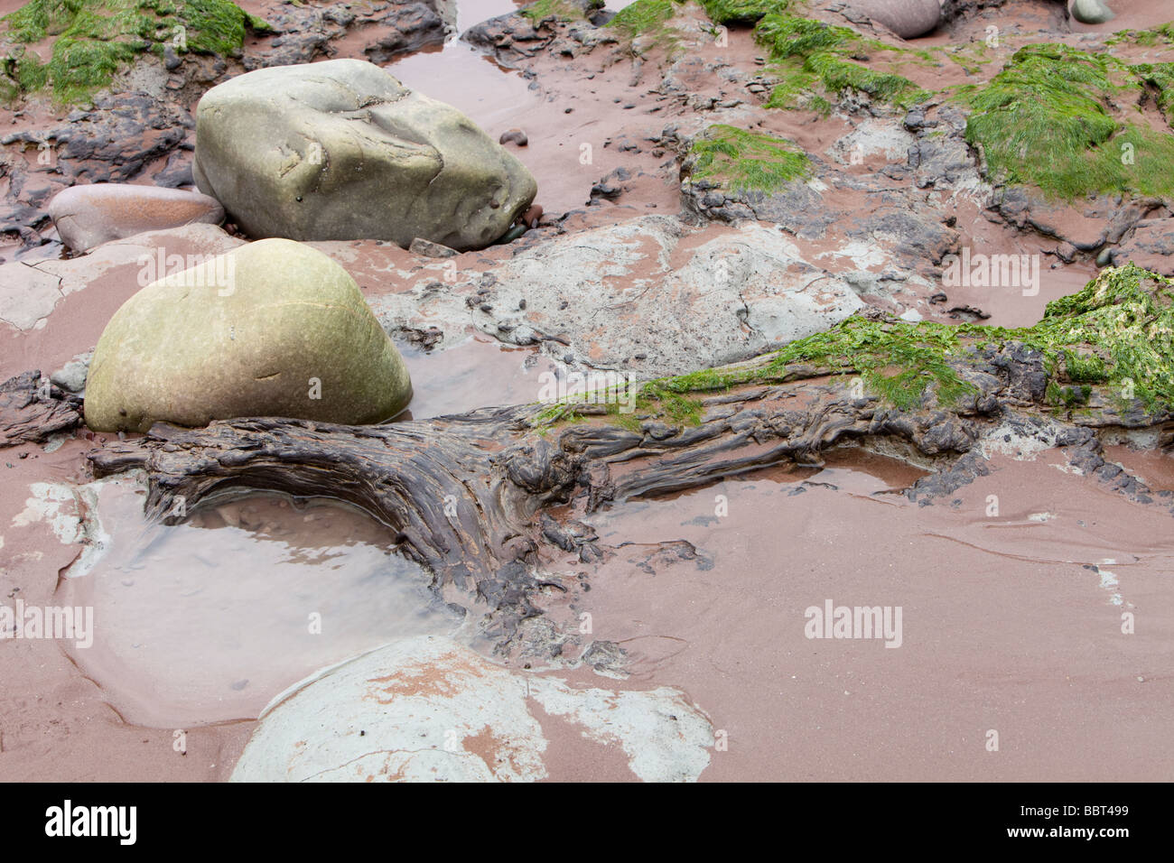 Tree trunks preserved in a submarine forest revealed at low tide at ...