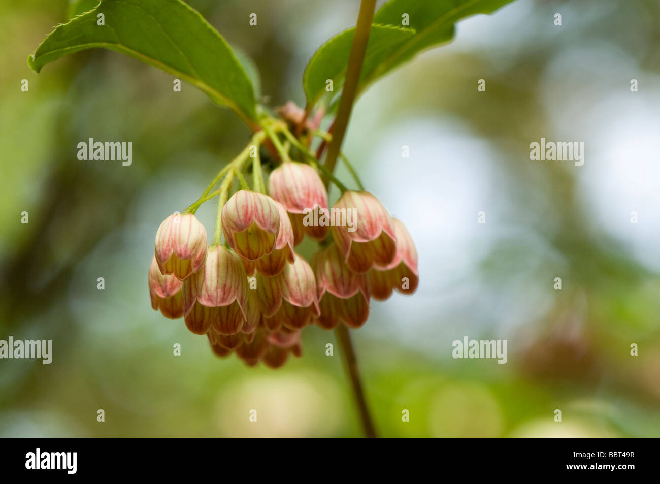 Enkianthus red bells hi-res stock photography and images - Alamy