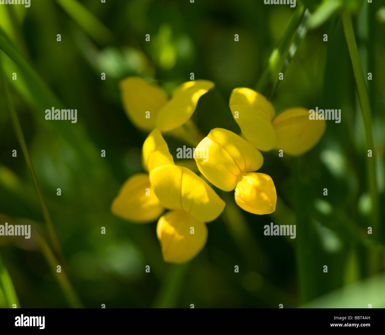 Common birdsfoot trefoil hi-res stock photography and images - Alamy
