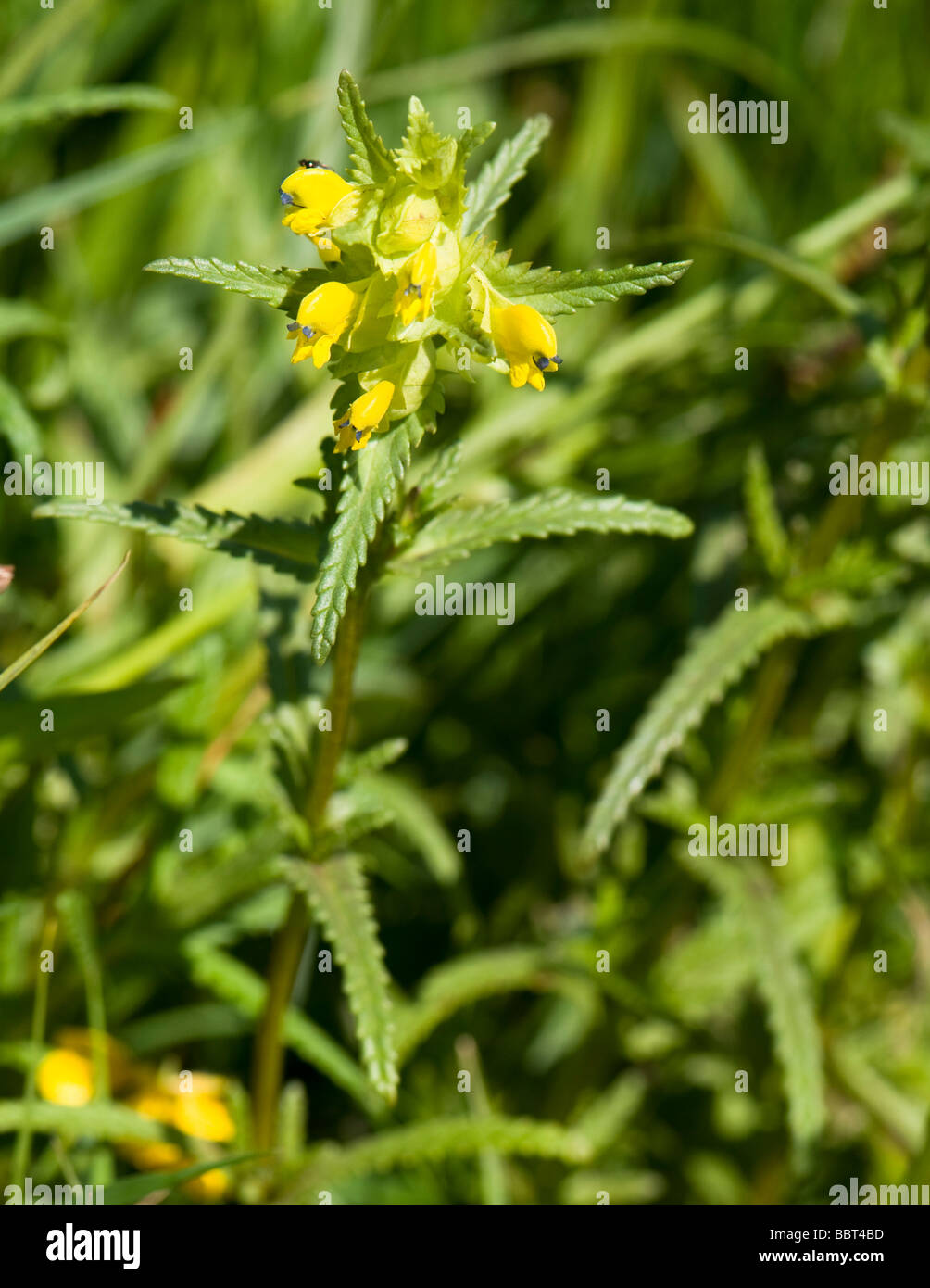 Yellow rattle Rhinanthus minor Stock Photo - Alamy