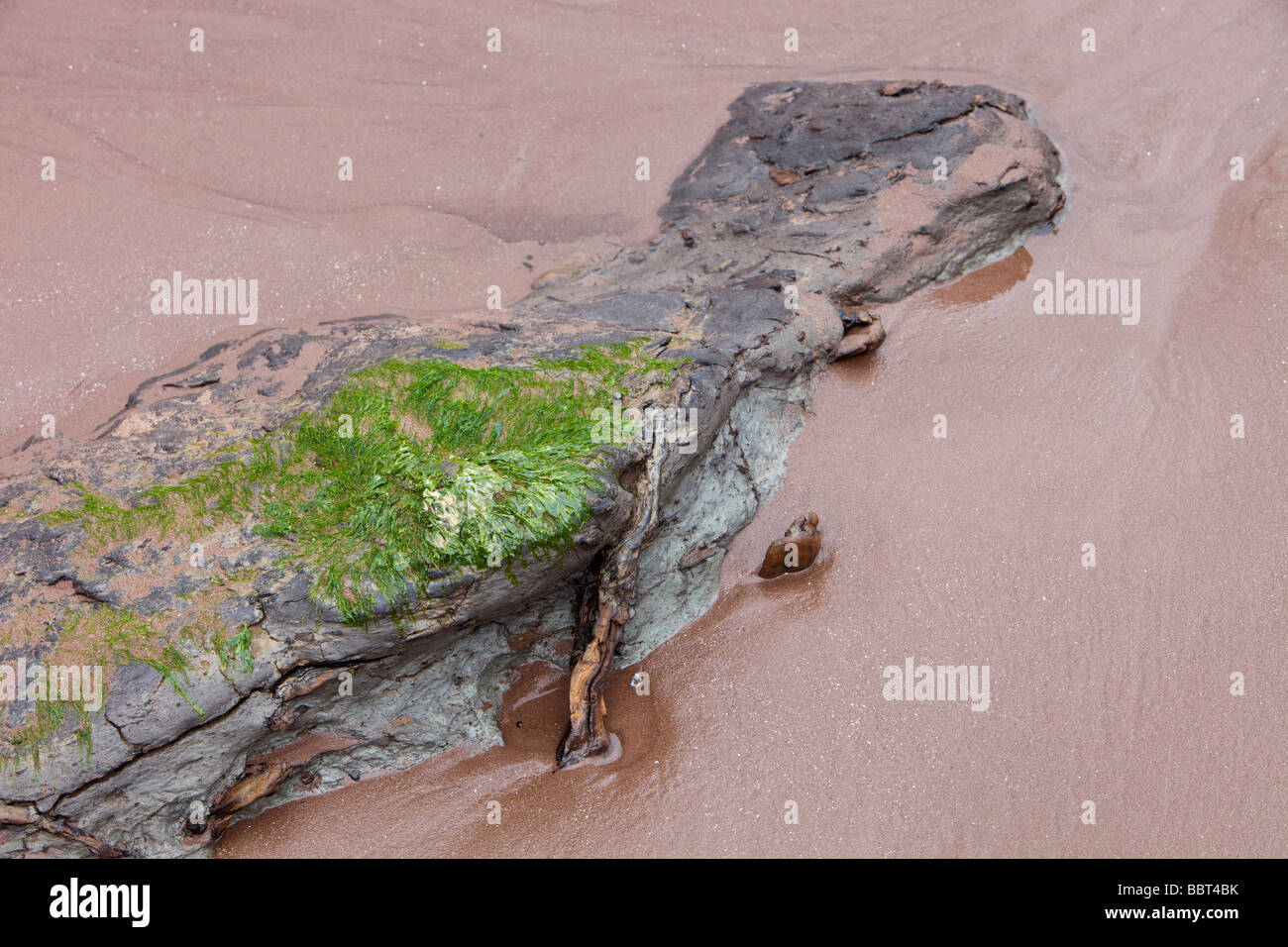 Tree trunks preserved in a submarine forest revealed at low tide at ...