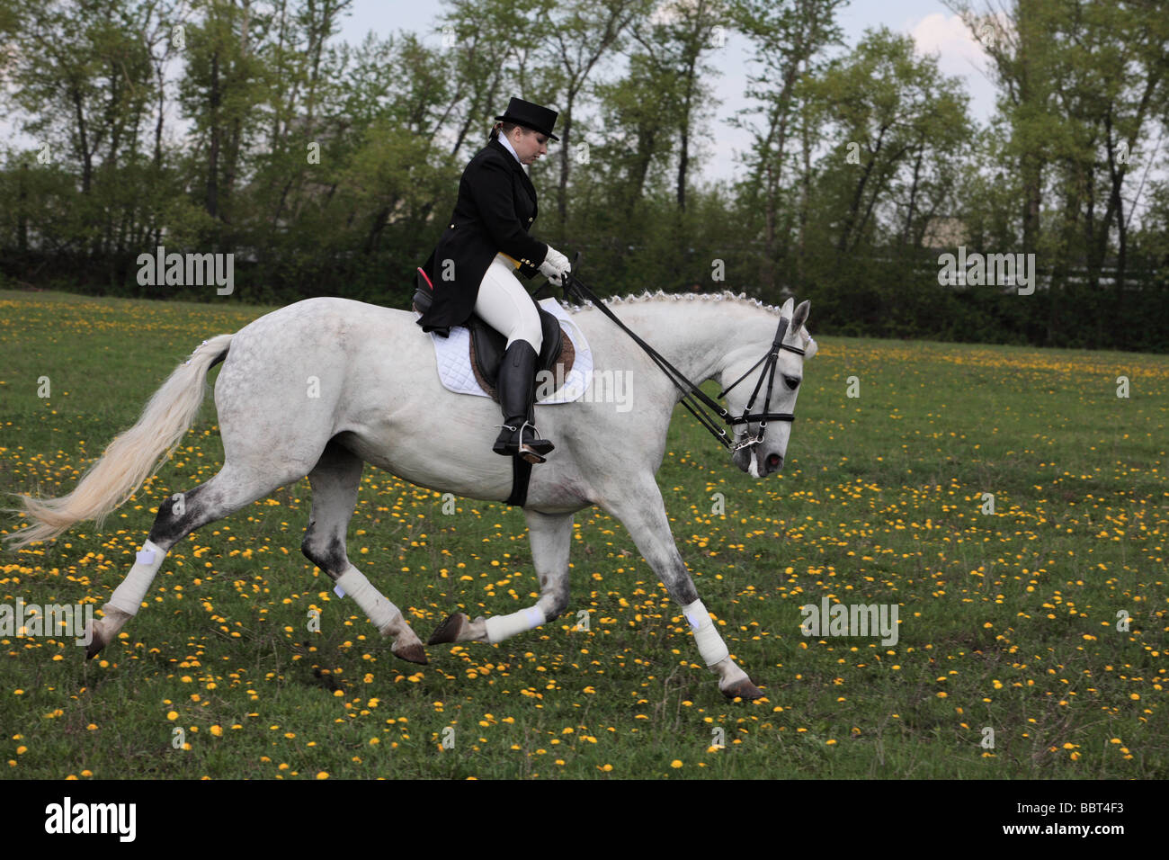 Woman in dressage costume with Warmblood horse Stock Photo - Alamy
