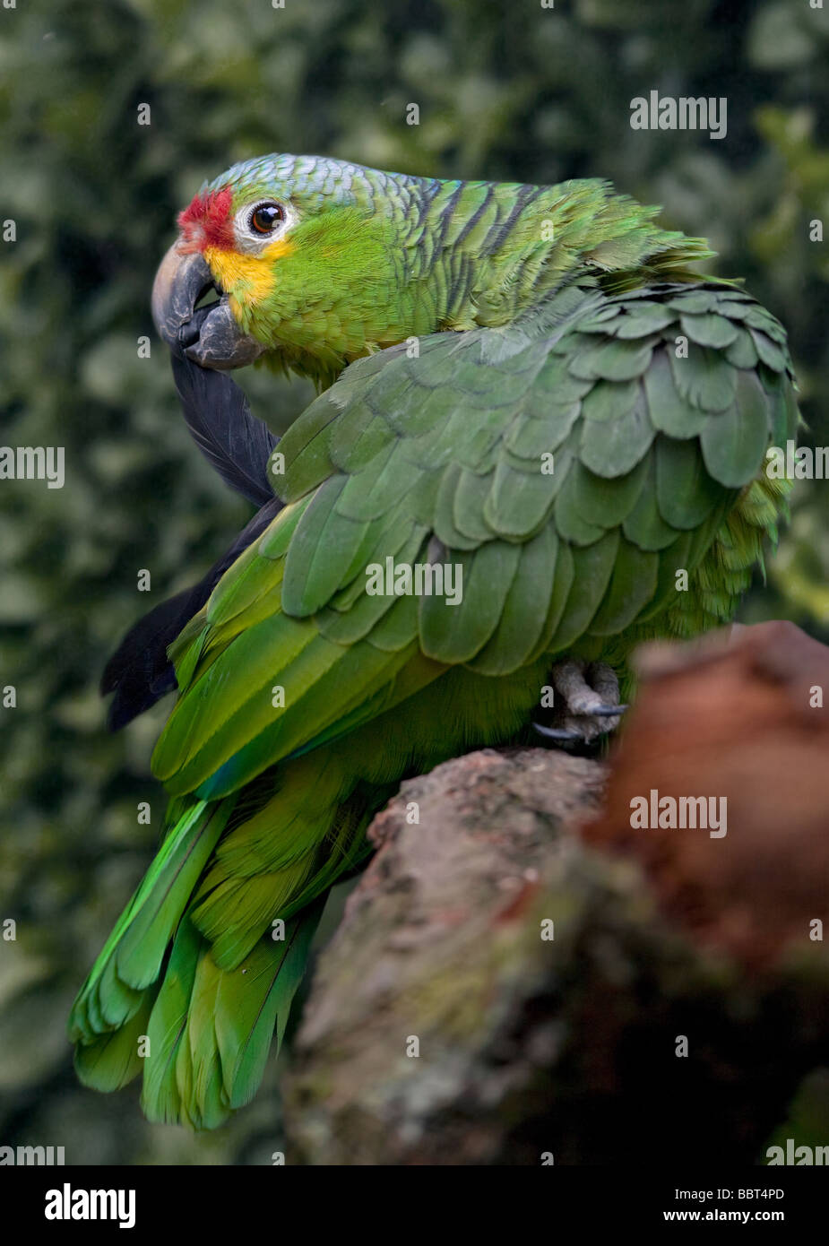 Amazona autumnalis hi-res stock photography and images - Alamy