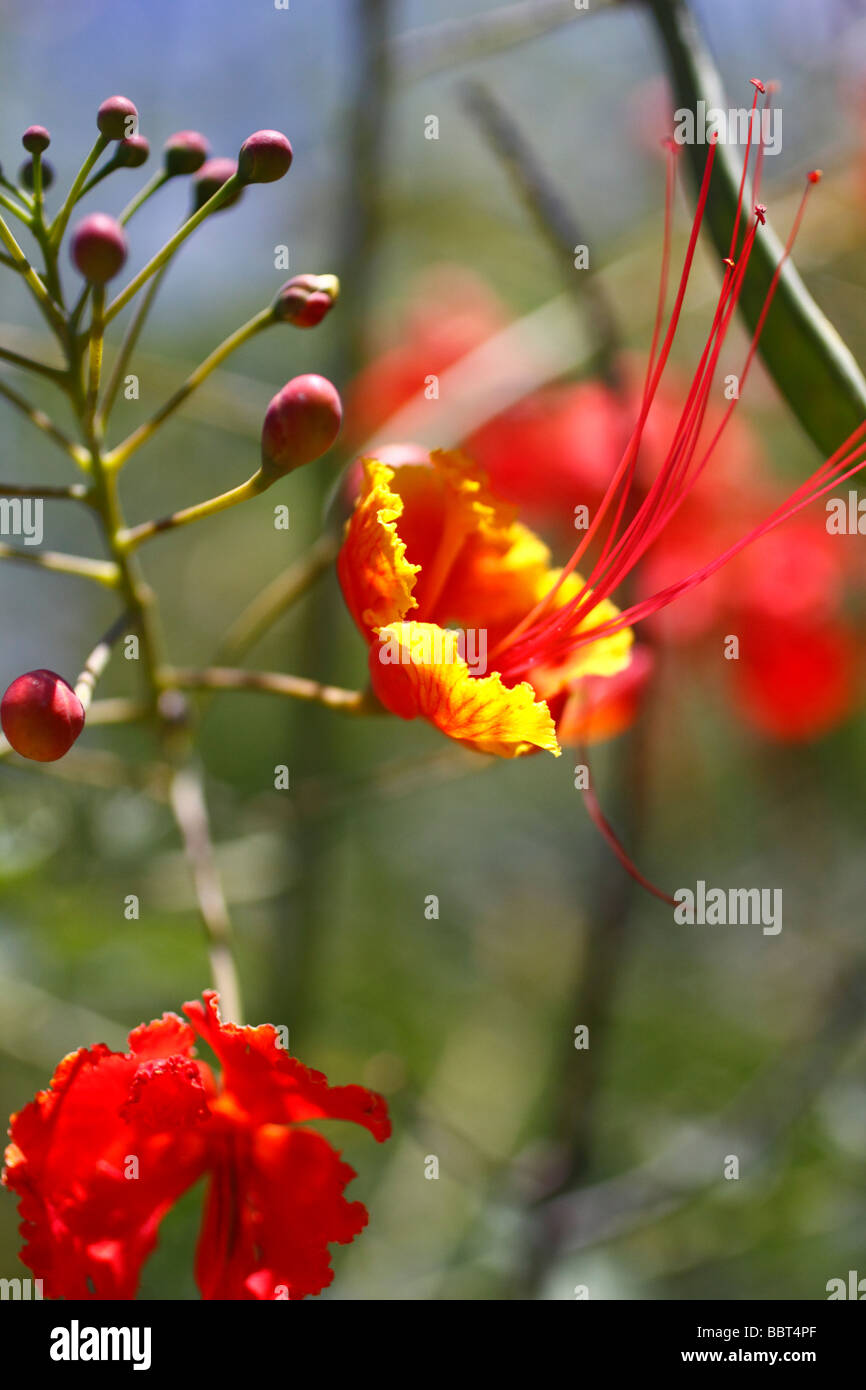 Red flowers, Soatá, Boyacá, Colombia, South America Stock Photo - Alamy