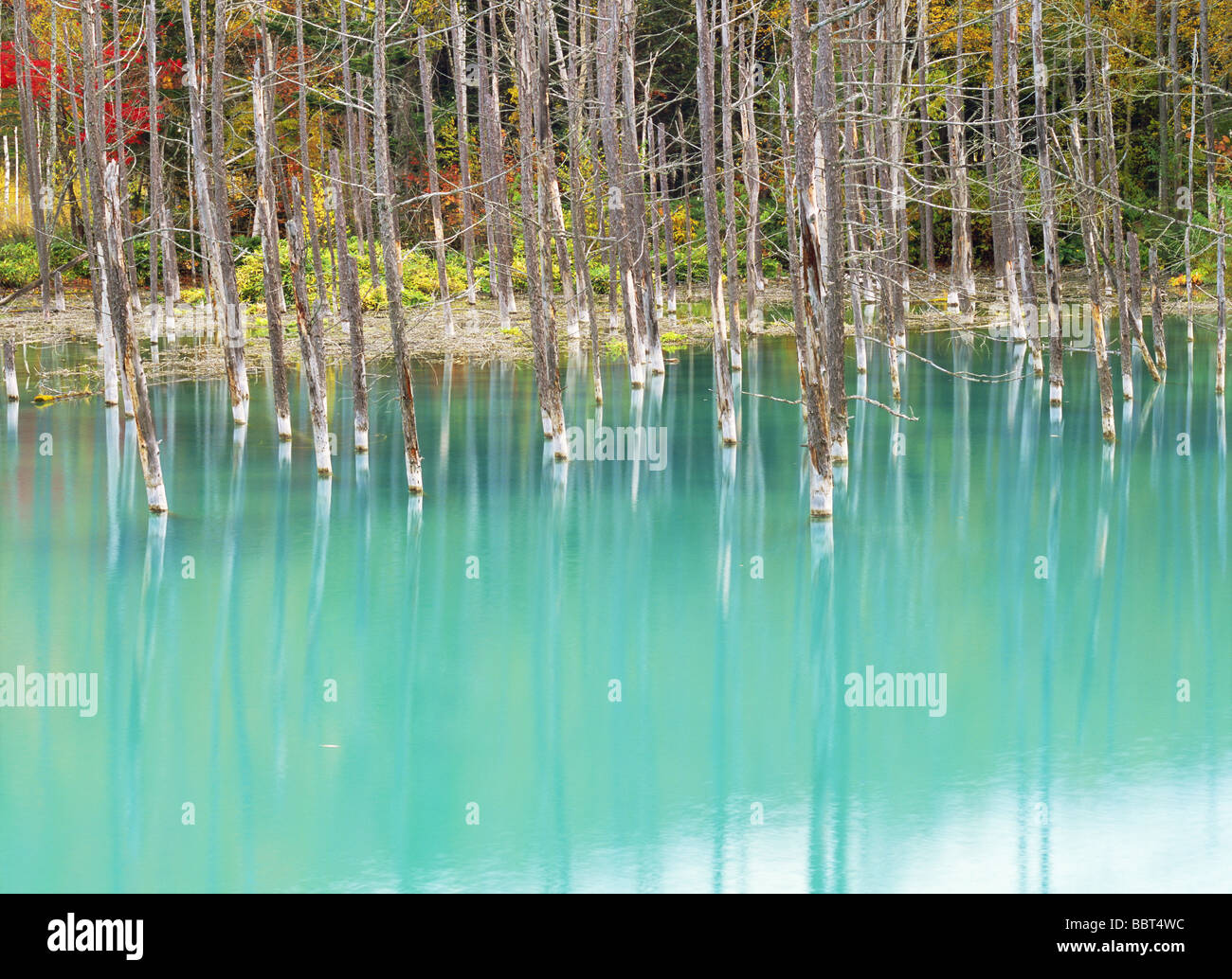 Trees submerged in sea water Stock Photo - Alamy