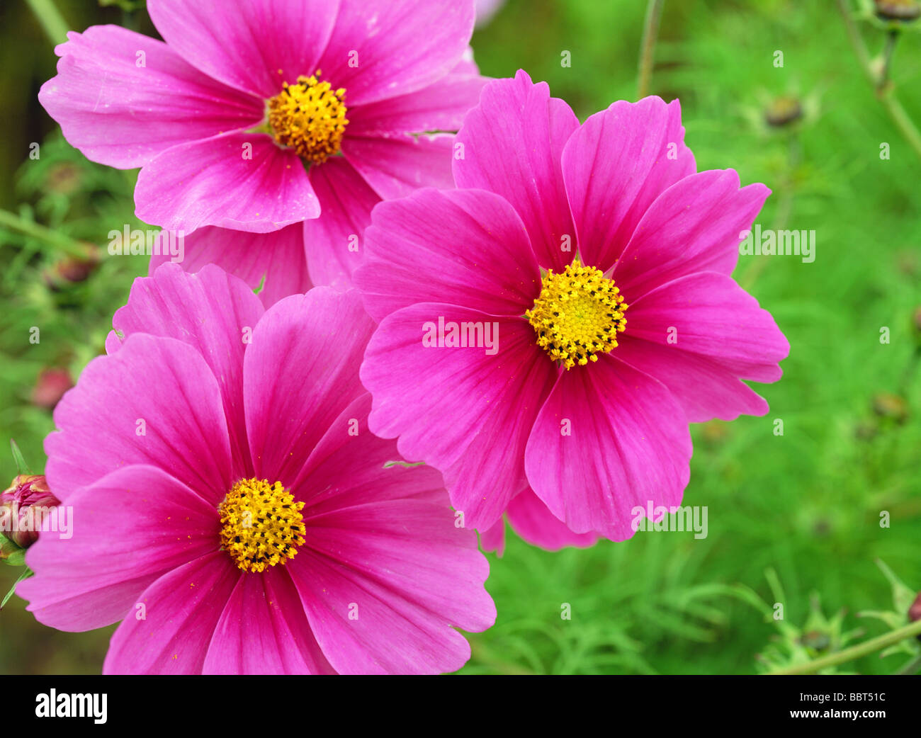 Pink Cosmos flowers growing Stock Photo - Alamy