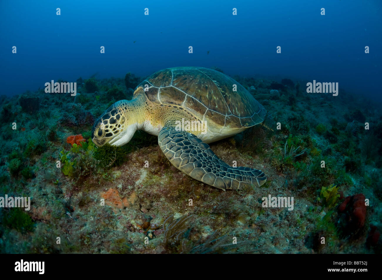 Female Green Sea Turtle (Chelonia mydas) feeding on algae underwater in ...
