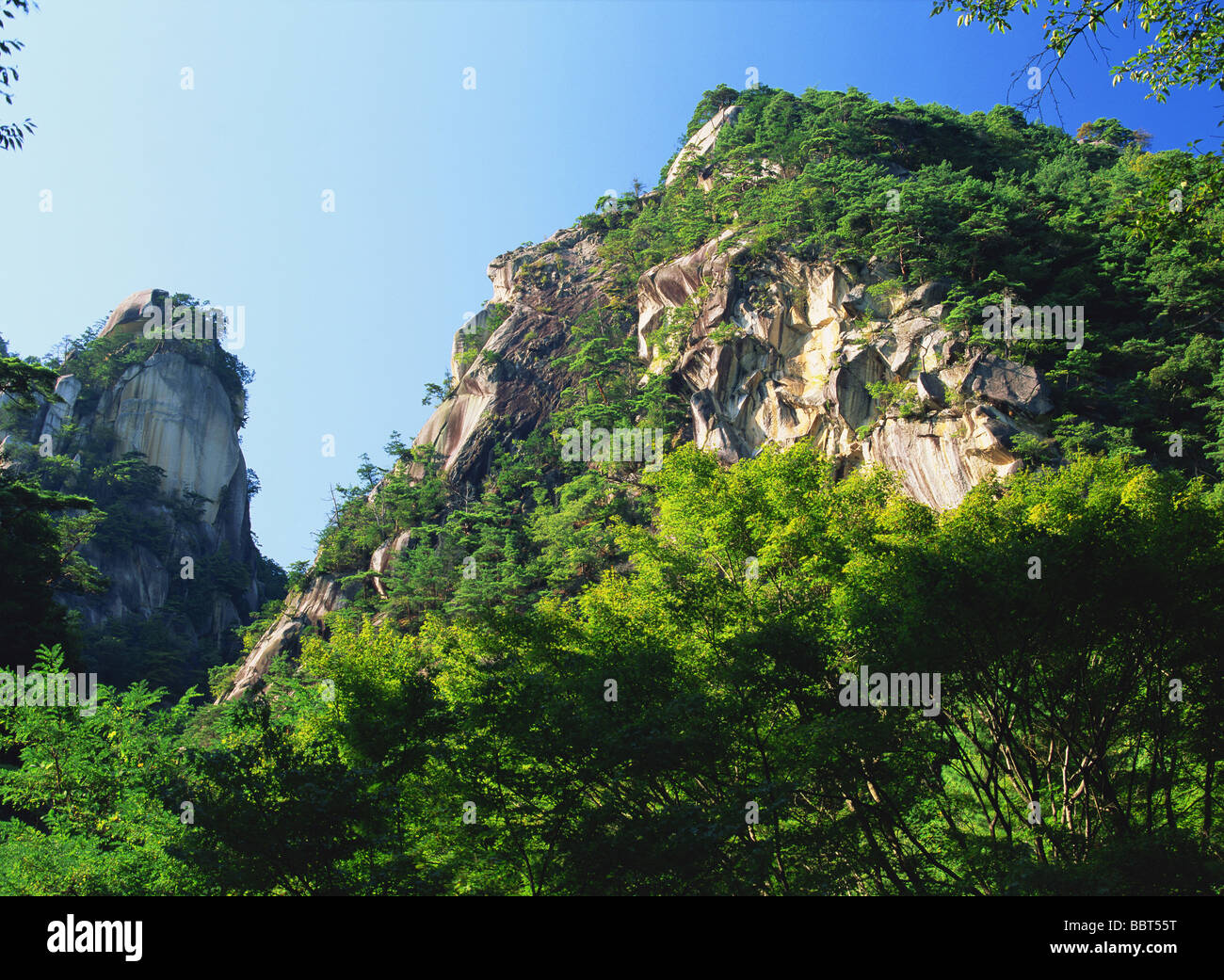 Plants growing on mountains Stock Photo - Alamy