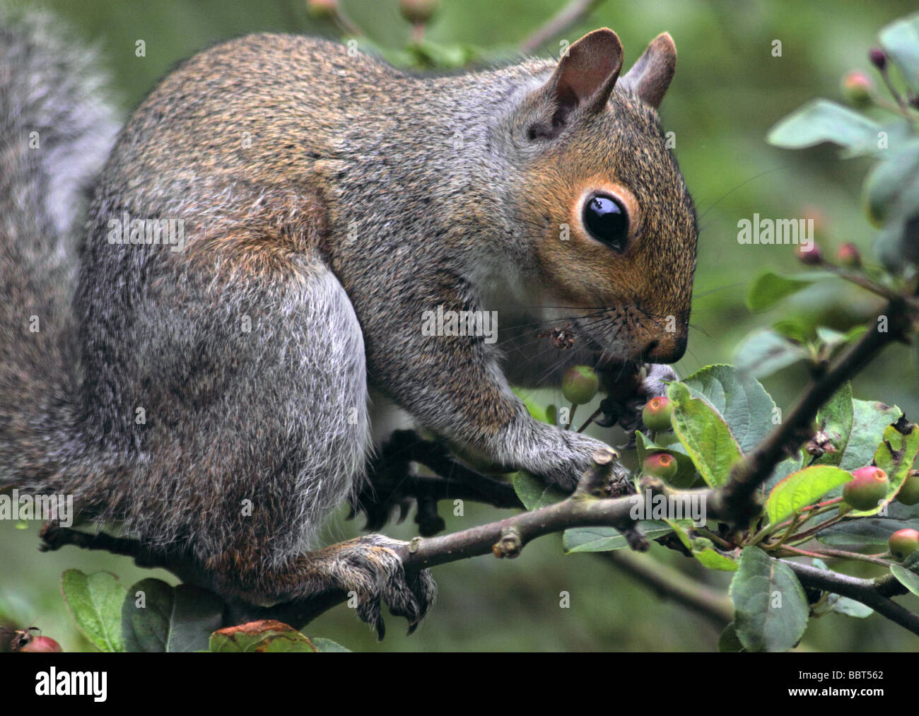 Squirrel eating fruit hi-res stock photography and images - Alamy
