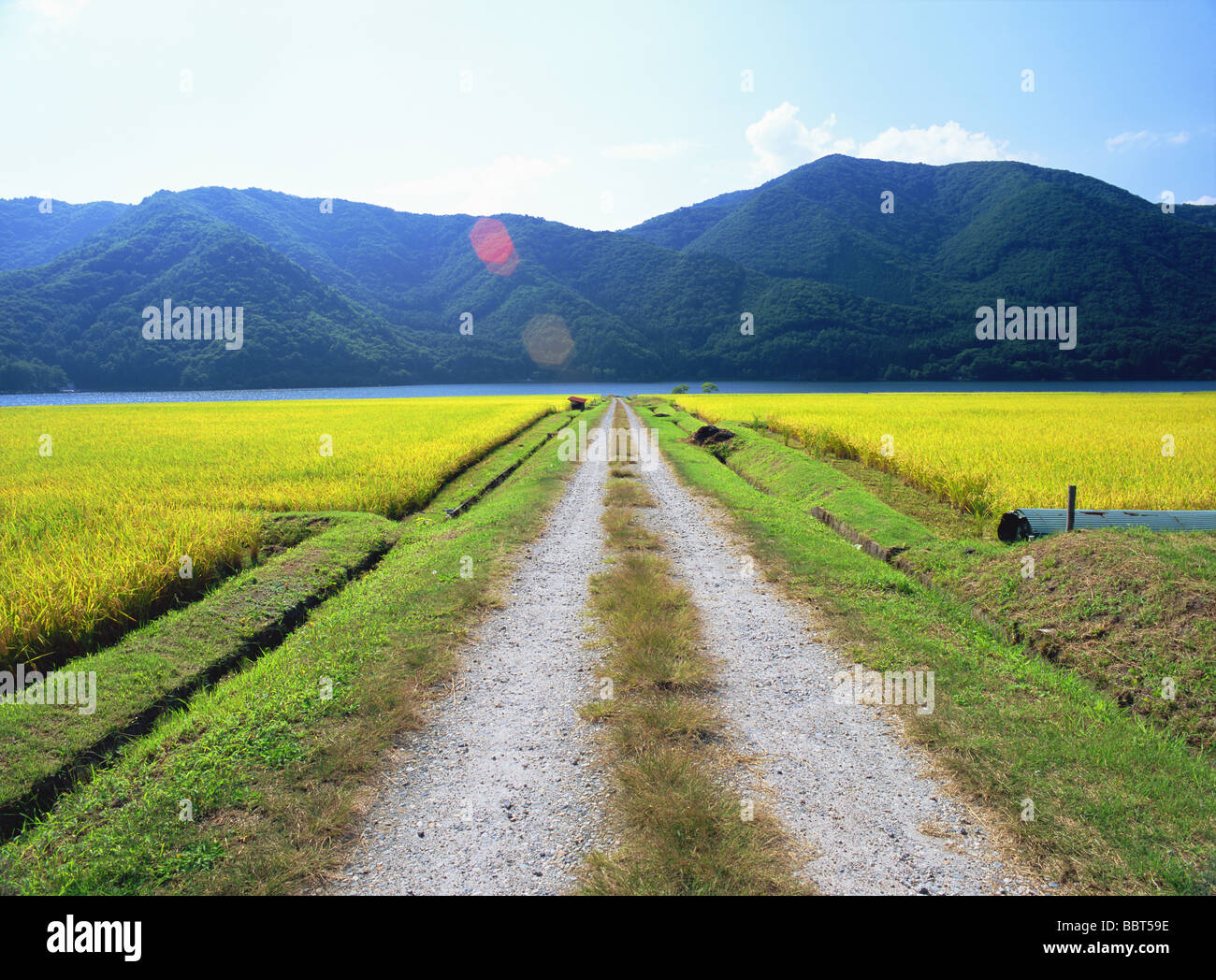 Pathway with crops growing in farmland Stock Photo - Alamy