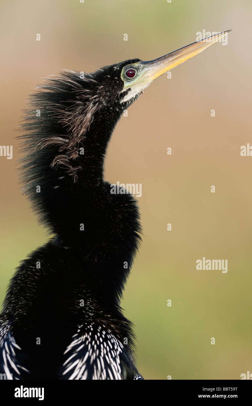 American anhinga hi-res stock photography and images - Alamy