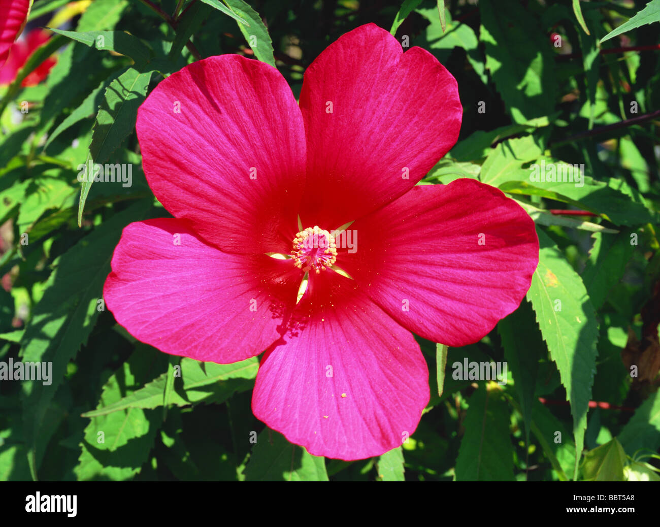 Rose mallow flowers growing Stock Photo - Alamy