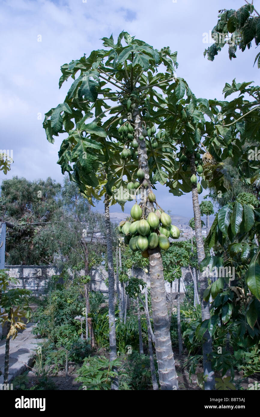 Papaya Paw Paw Tree Fruit