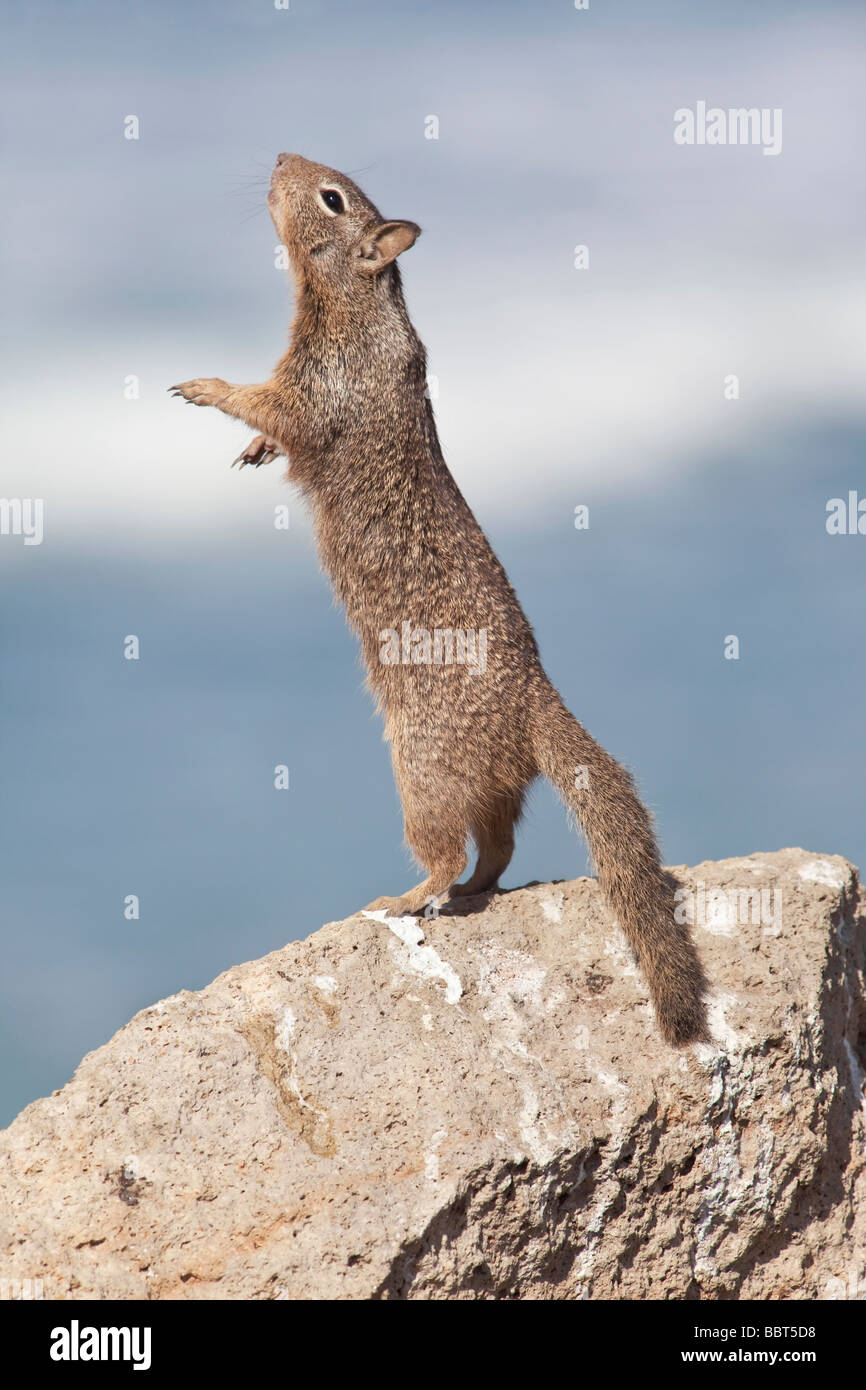 Stand up squirrel hi-res stock photography and images - Alamy