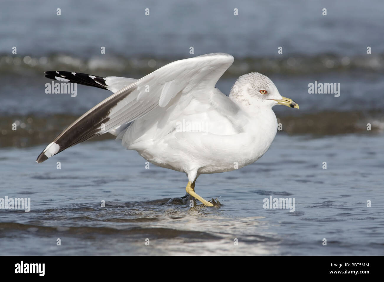 Ring billed Gull Stock Photo - Alamy