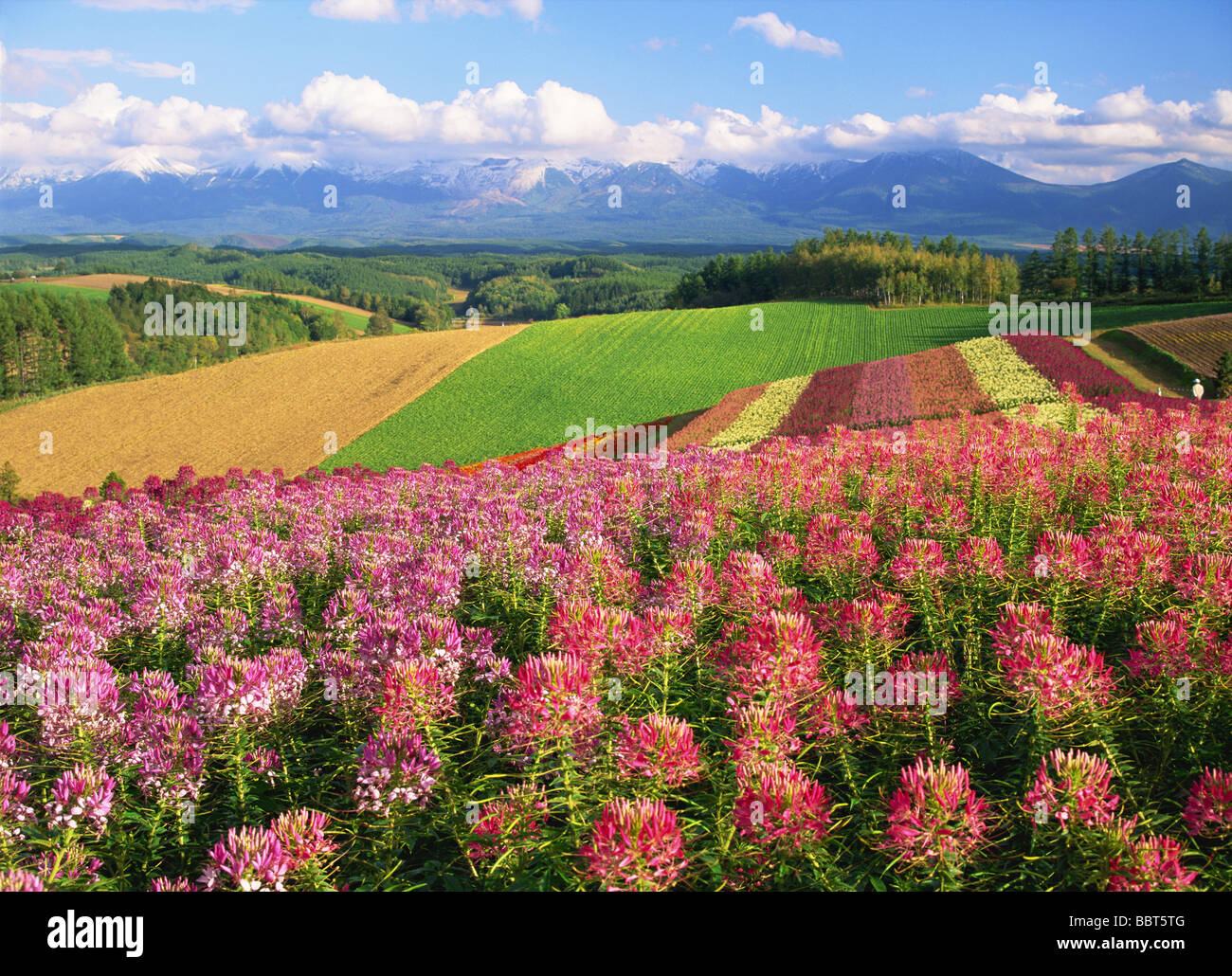 Flowers blooming in field with grassland and mountains in background ...