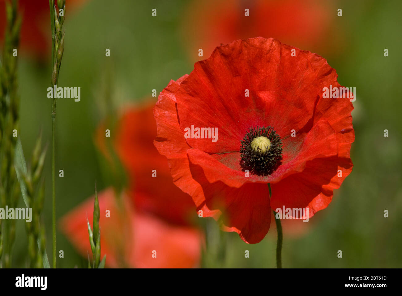 Poppyfields in norfolk hi-res stock photography and images - Alamy