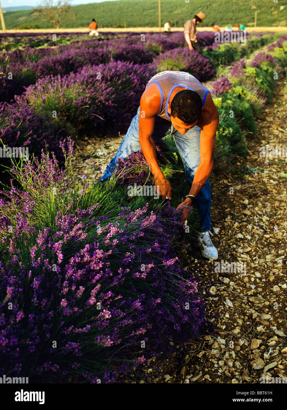 Provence lavender man hi-res stock photography and images - Alamy