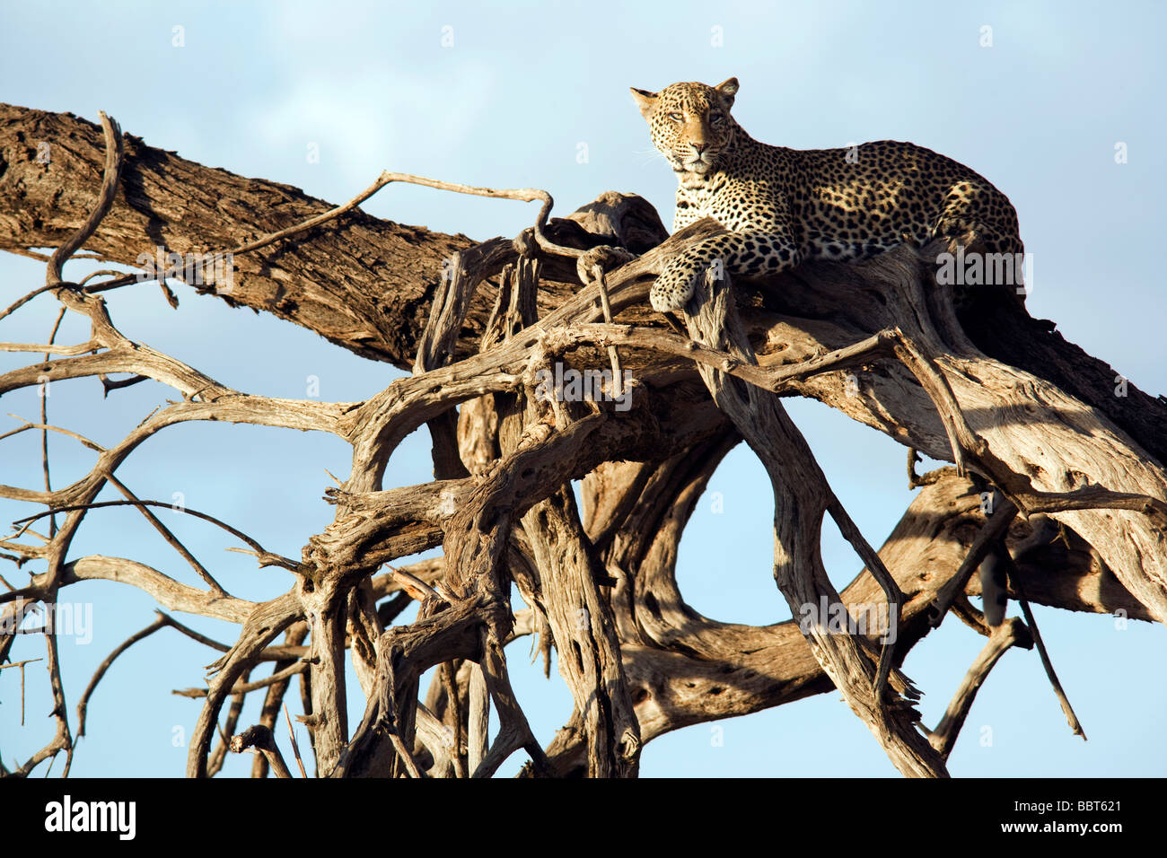 Leopard in tree - Samburu National Reserve, Kenya Stock Photo - Alamy