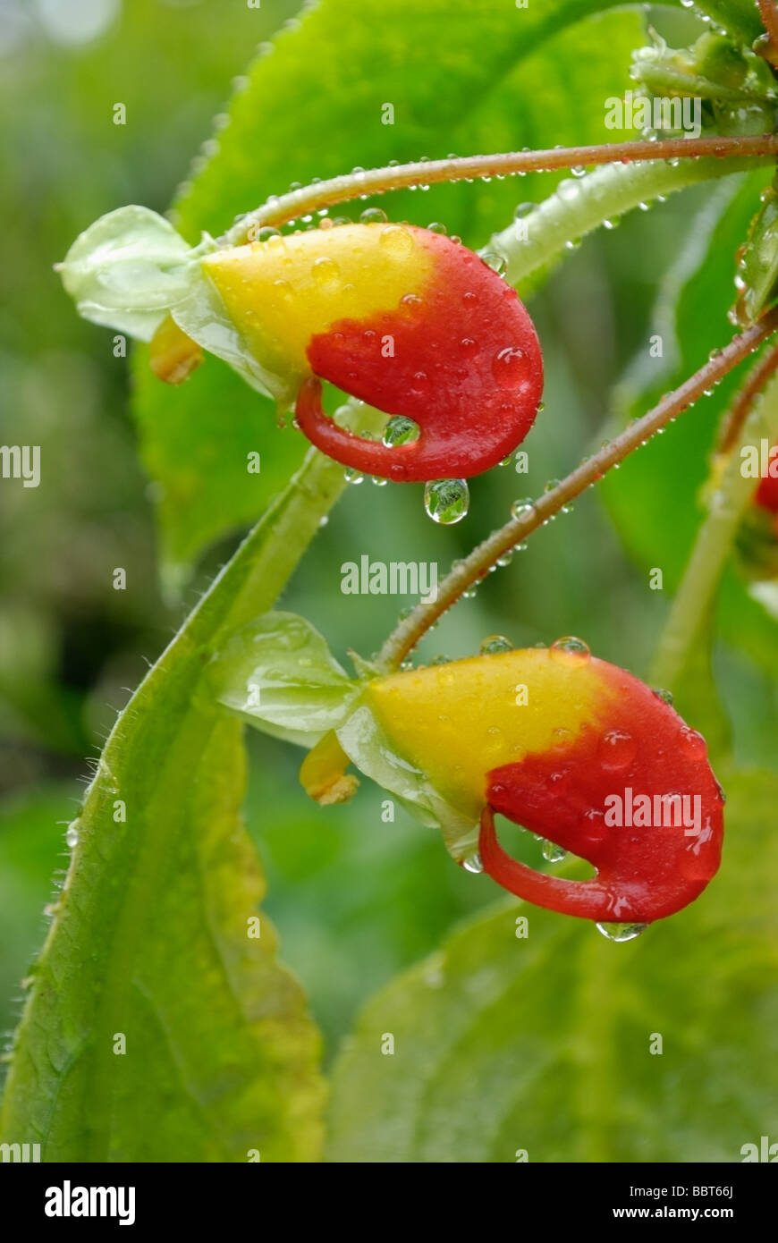 Parrot flower hi-res stock photography and images - Alamy