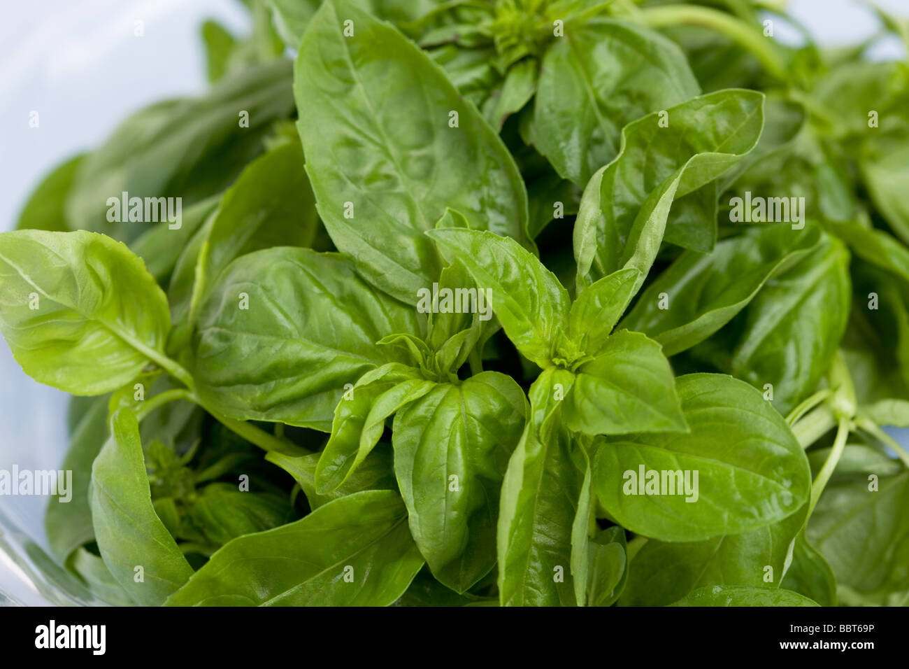 Vegetable spinach hi-res stock photography and images - Alamy