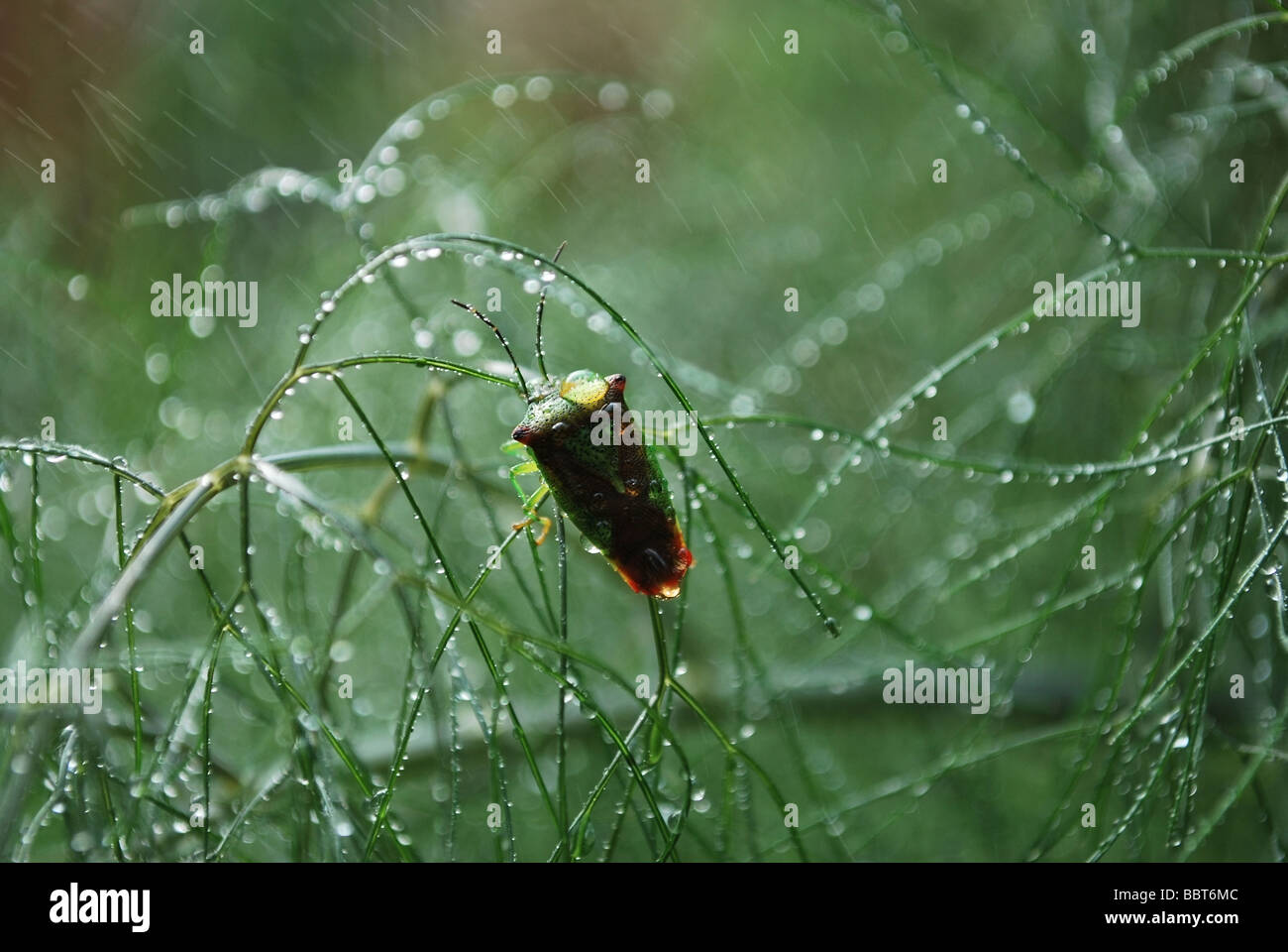 Spring rain hi-res stock photography and images - Alamy