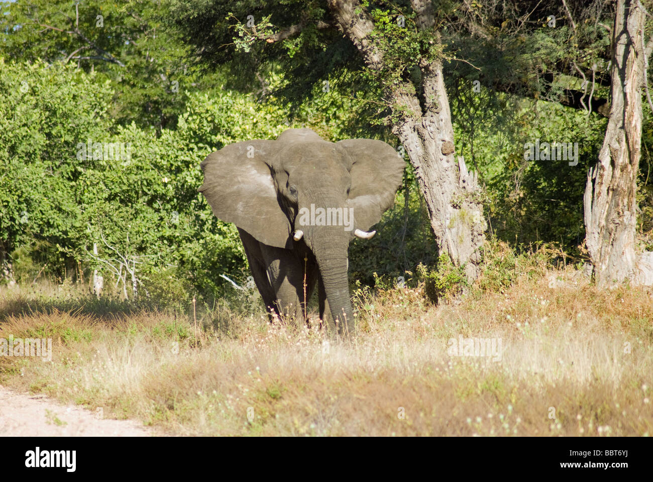 An elephant in Buffalo, a former military base, in the eastern Caprivi ...