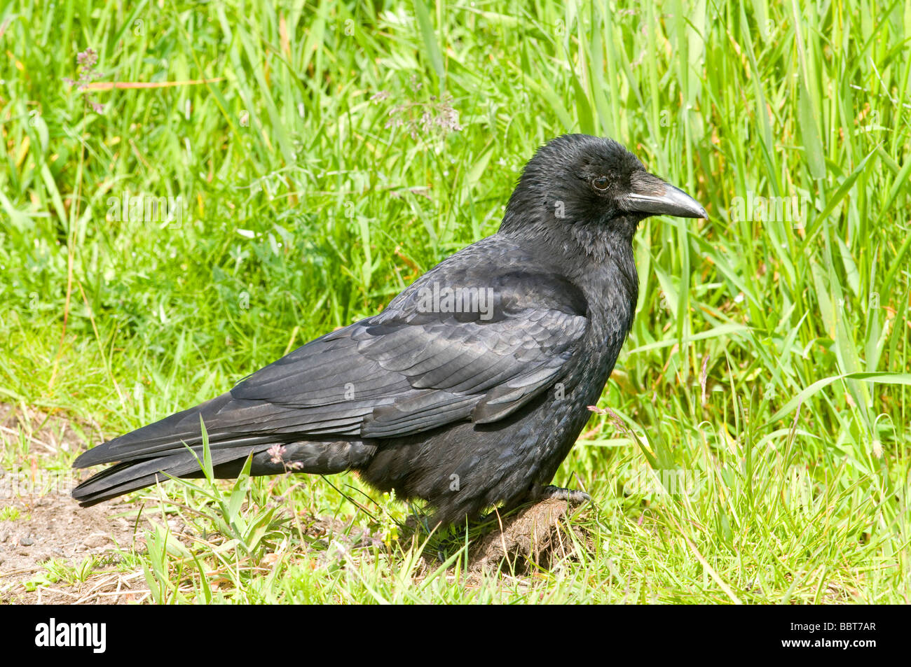 Crow native bird species hi-res stock photography and images - Alamy