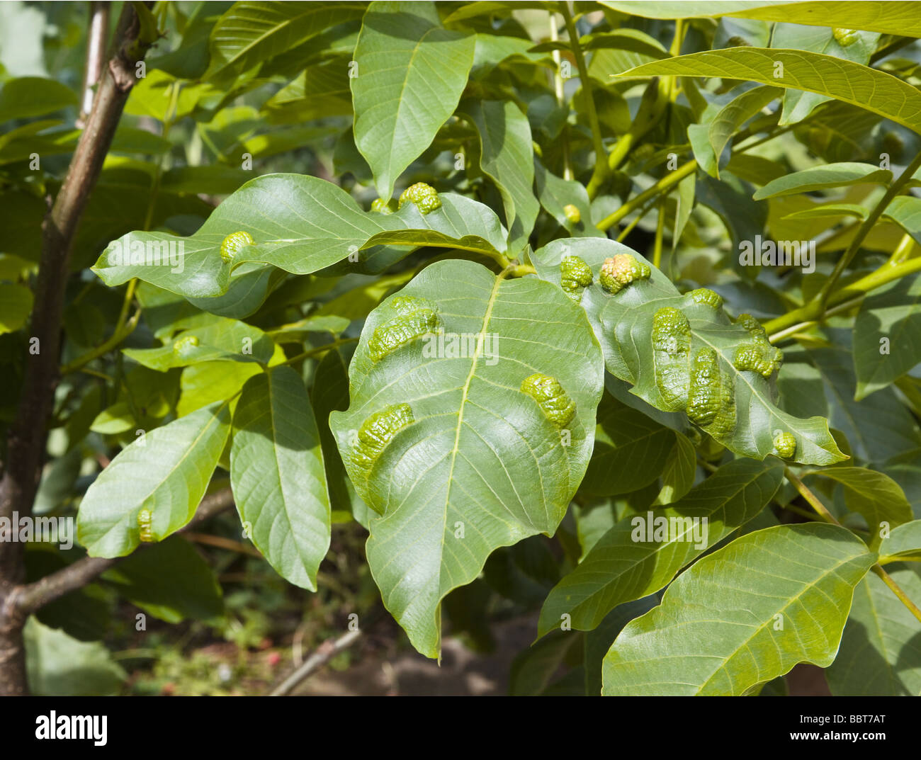 Damage to leaves of Walnut Tree caused by Aceria erinoea - Gall mite ...