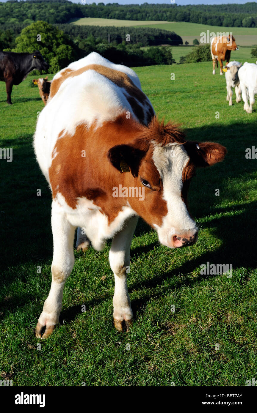 Cow in field Stock Photo - Alamy