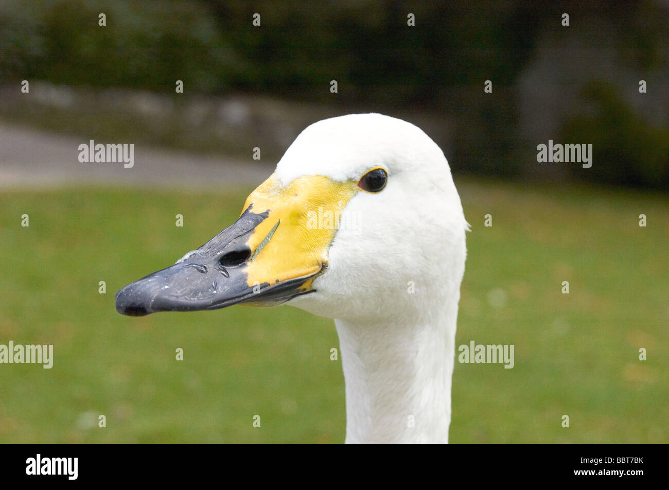 Ducks head hi-res stock photography and images - Alamy