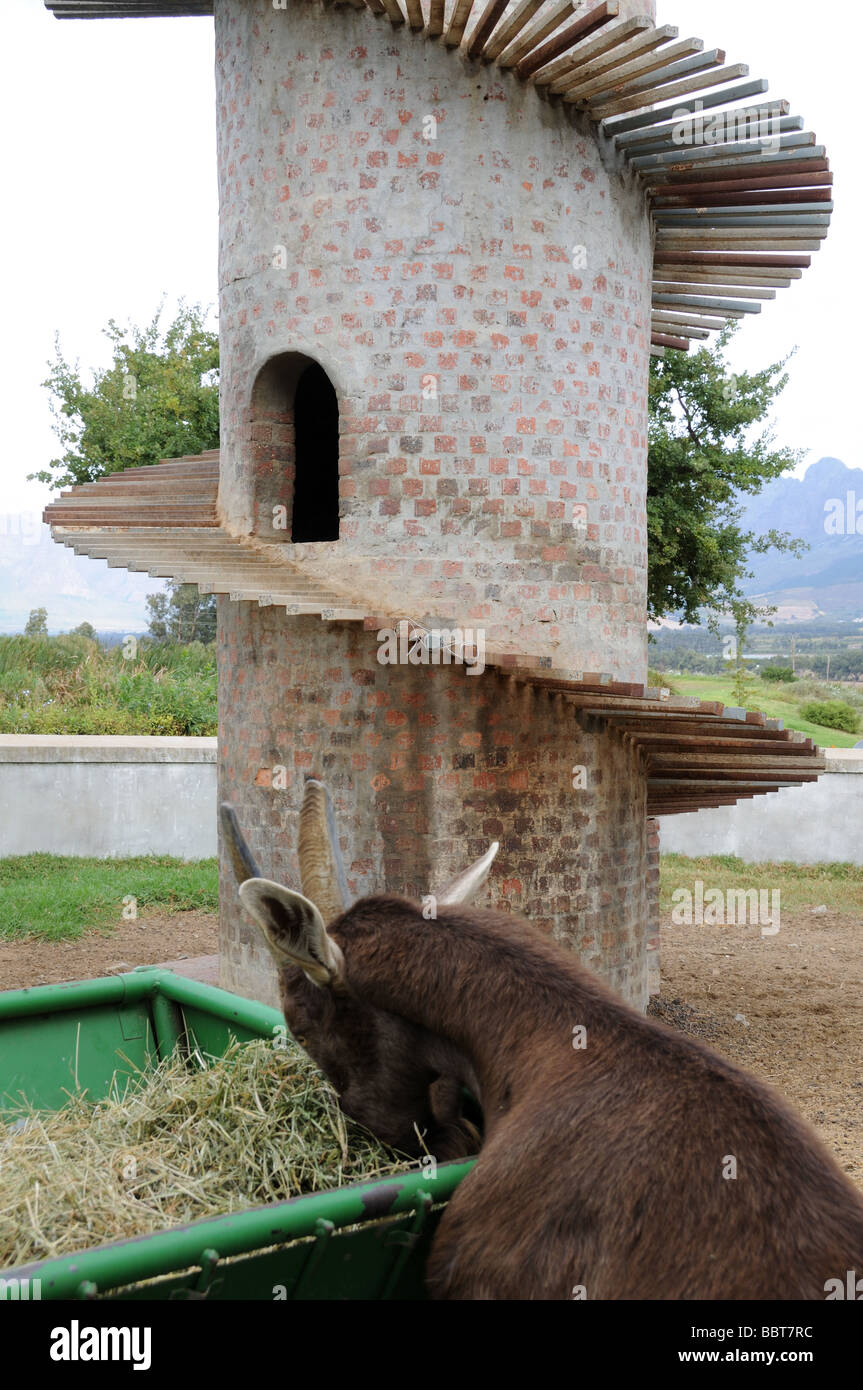 Party At The Goat House