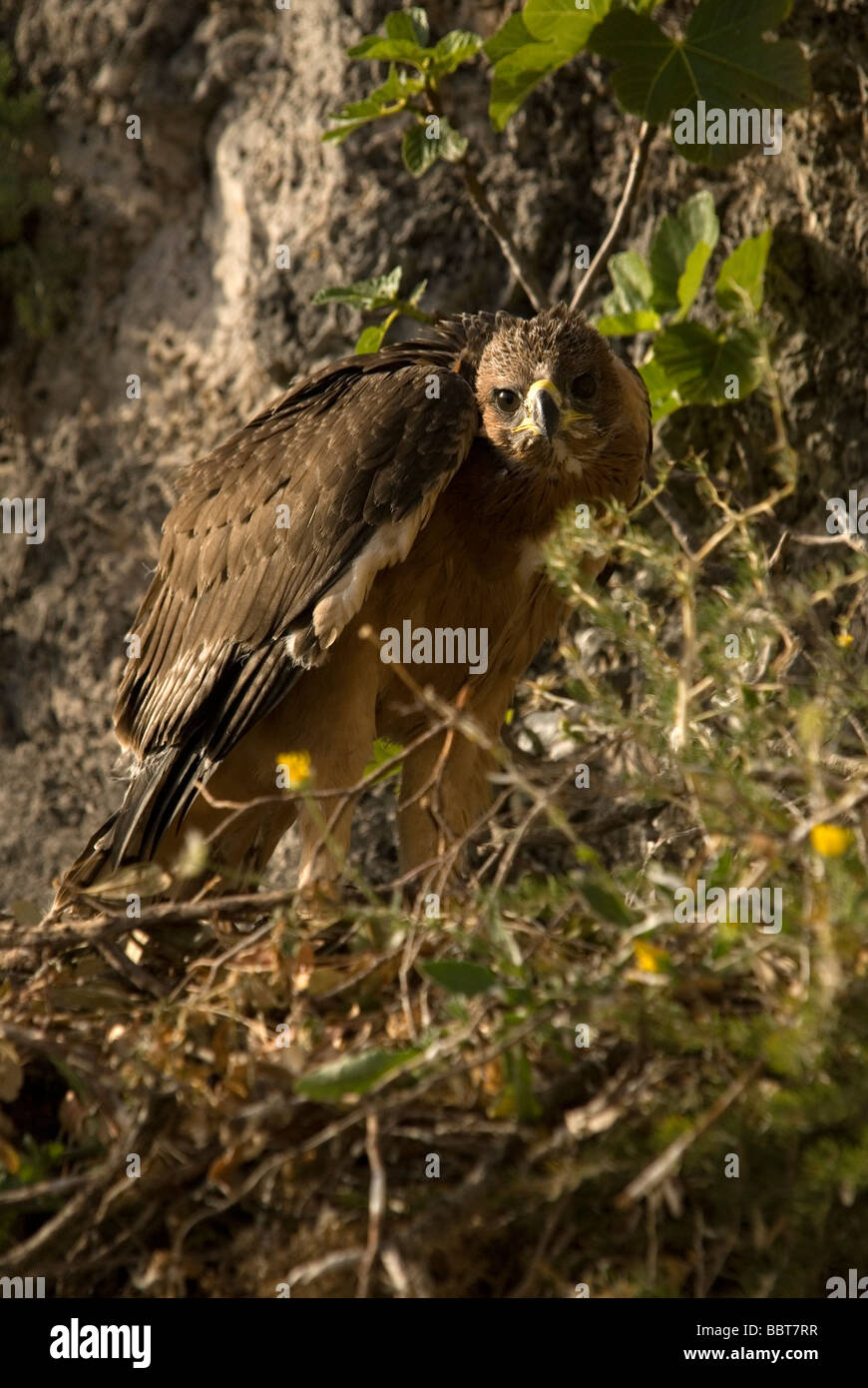 Bonelli's Eagle chick in nest, approximately 70 day old, Andalucia ...