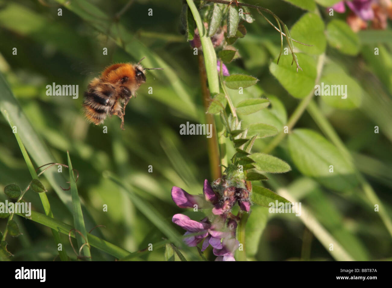 Bumblebee in flight Stock Photo - Alamy