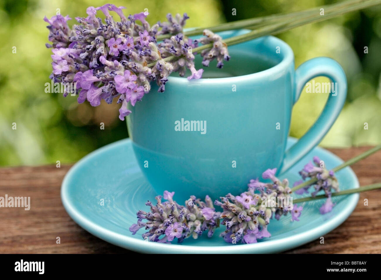 Lavender infusion (Lavandula officinalis Stock Photo - Alamy
