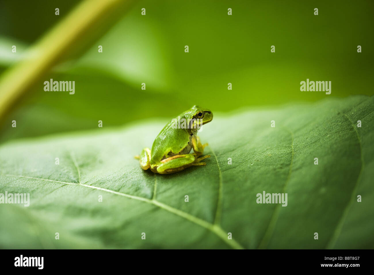 Tree frog sitting on green leaf Stock Photo - Alamy